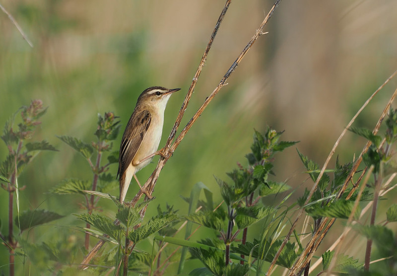 02-Sedge Warbler-Broom-2024-Steve Blain | Bedfordshire Bird Club
