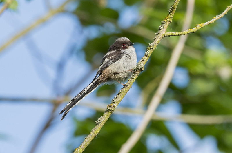 Long-tailed Tit-Broom-2022-Steve Blain | Bedfordshire Bird Club
