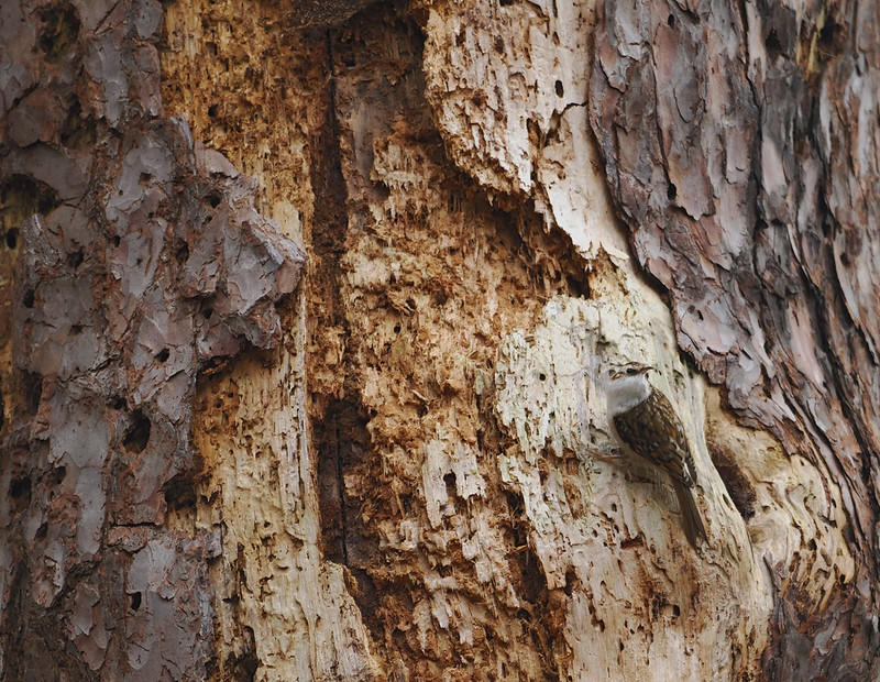 Treecreeper-Sandy-2024-Steve Blain | Bedfordshire Bird Club